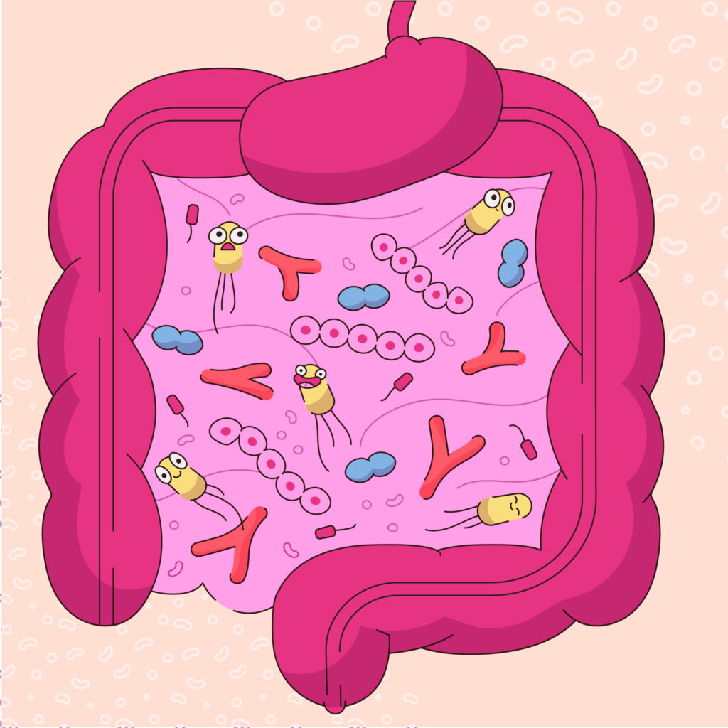 What Are the 4 Types of Gut Bacteria? - Nutri Active