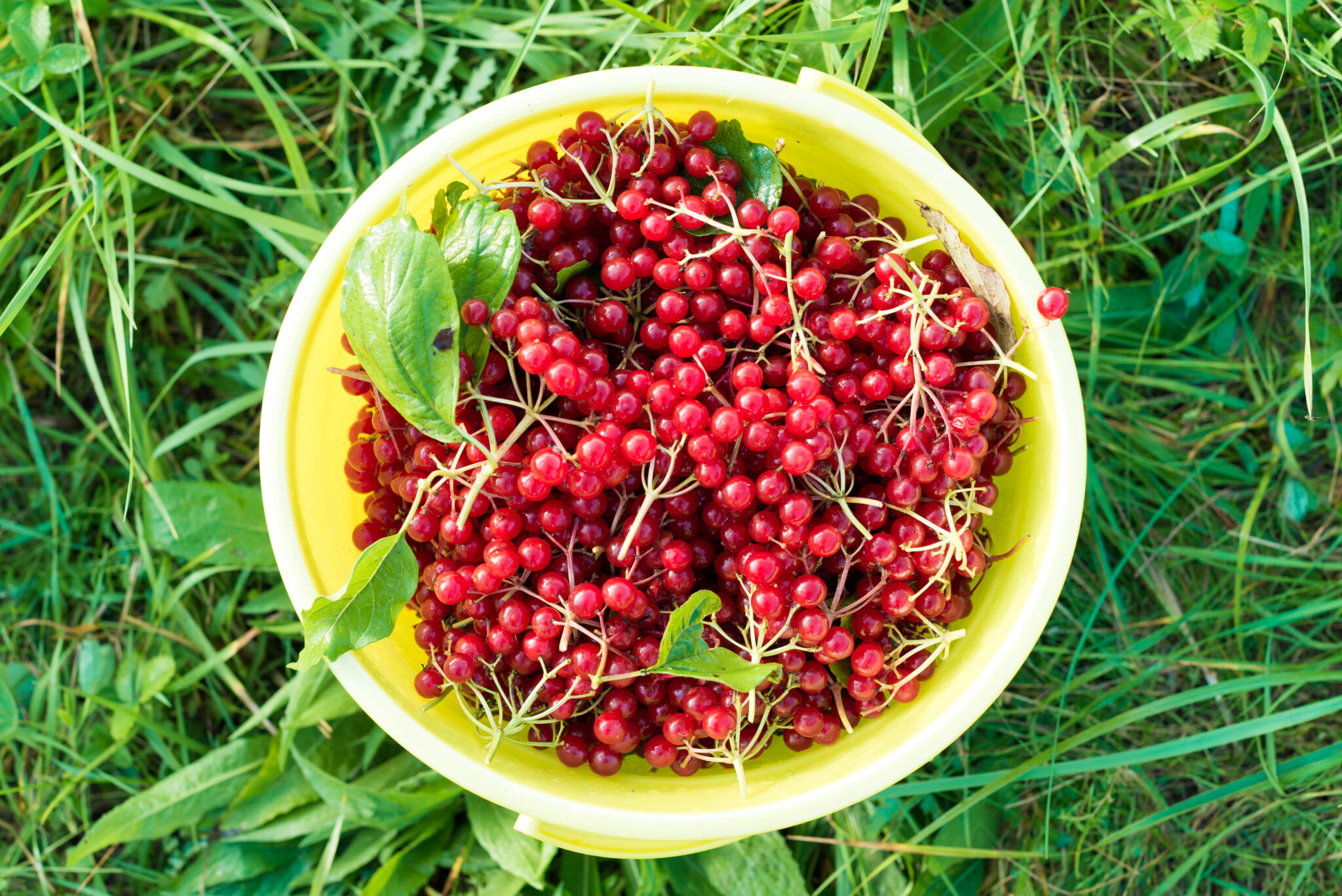 Schisandra Benefits for Women: A Comprehensive Guide - Nutri Active